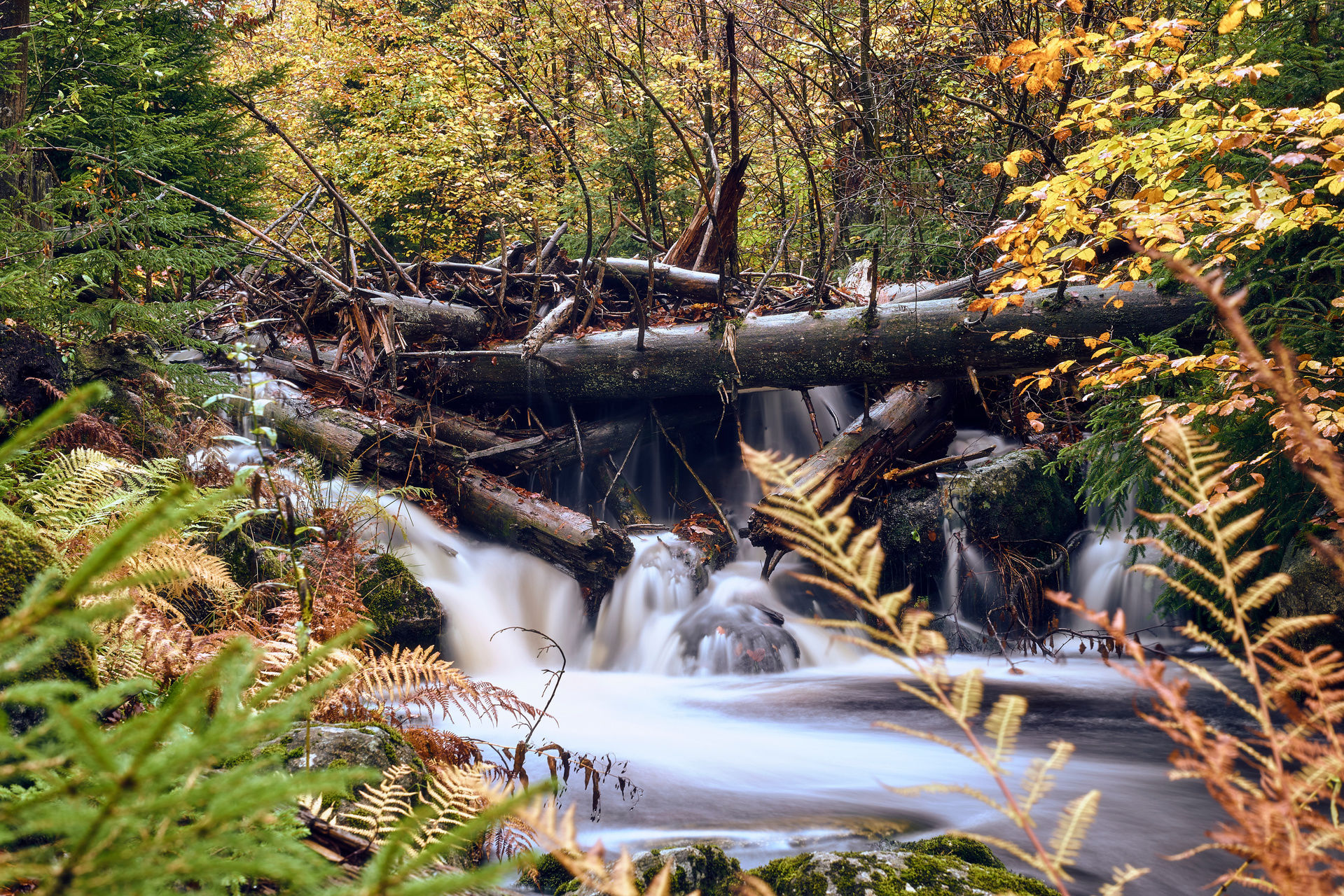 Nationalpark Bayerischer Wald Tierfreigehege am Nationalpark ...